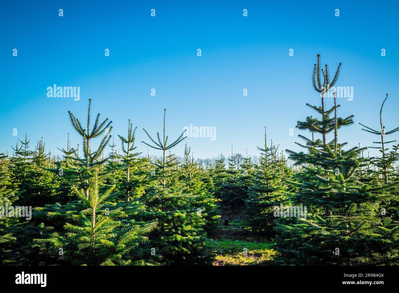 Christmas trees at a pine plantation in daylight Stock Photo - Alamy