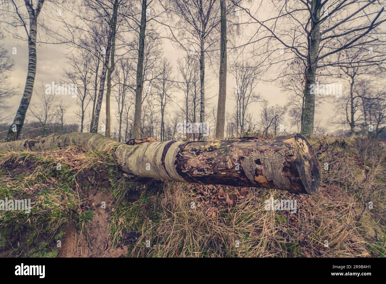 Birch tree on the ground in a forest Stock Photo - Alamy
