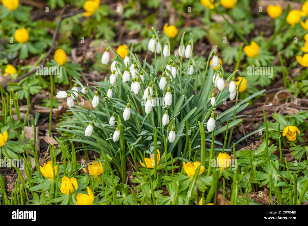 Yellow snowdrop hi-res stock photography and images - Alamy