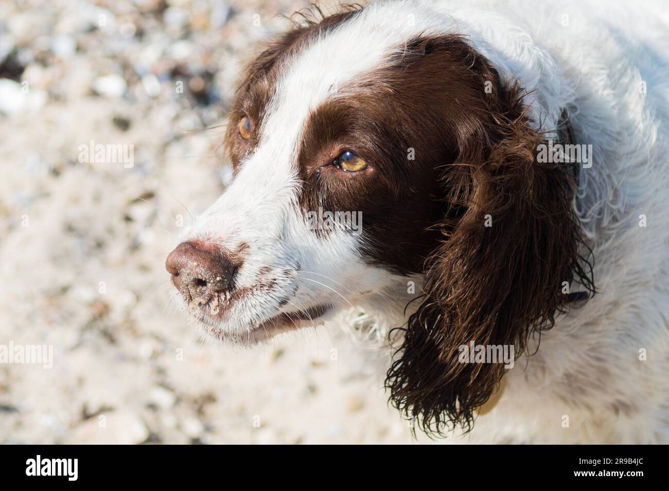Portrait of a cute springer spaniel at a beach Stock Photo - Alamy