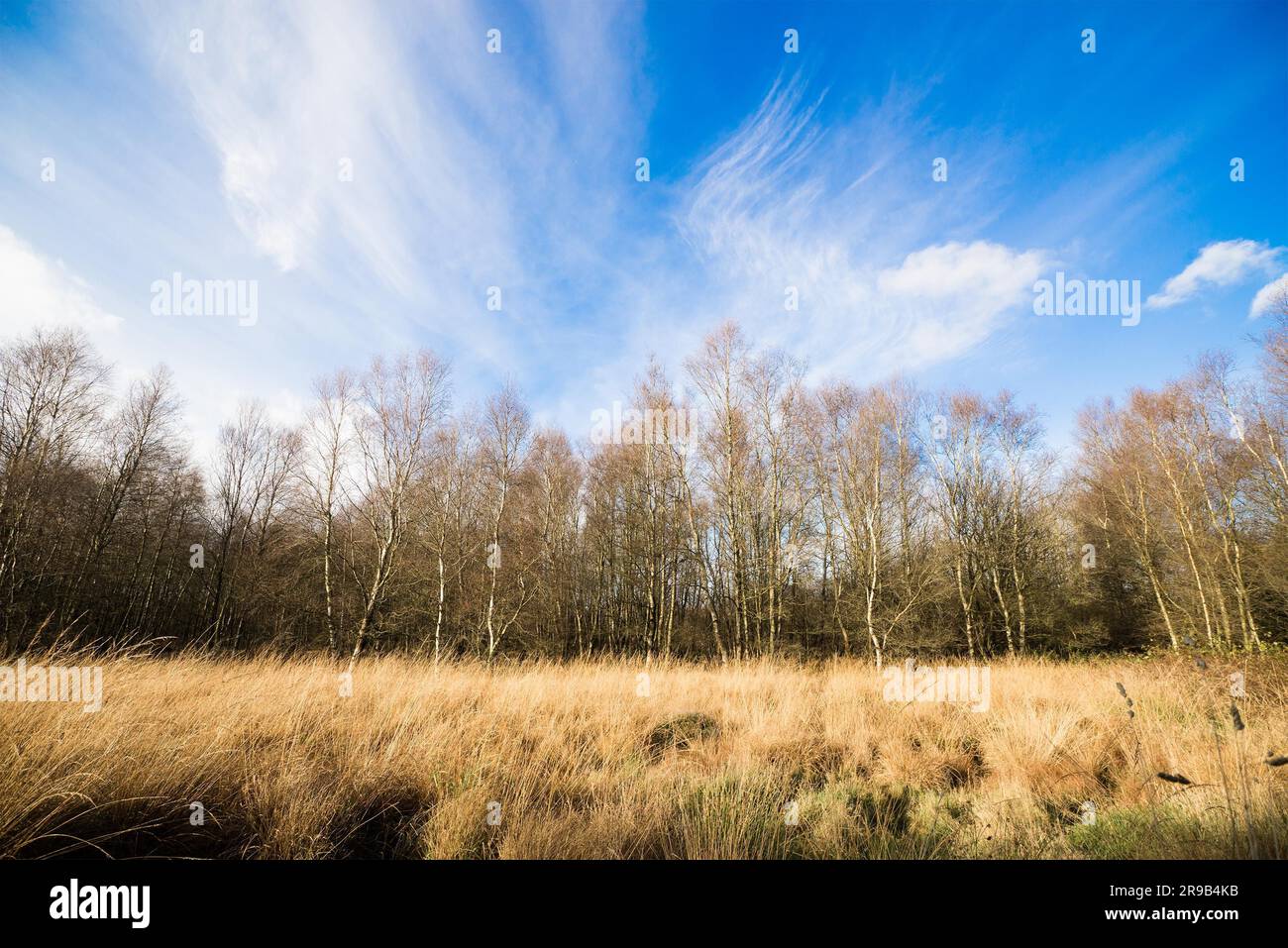 Danish trees hi-res stock photography and images - Alamy