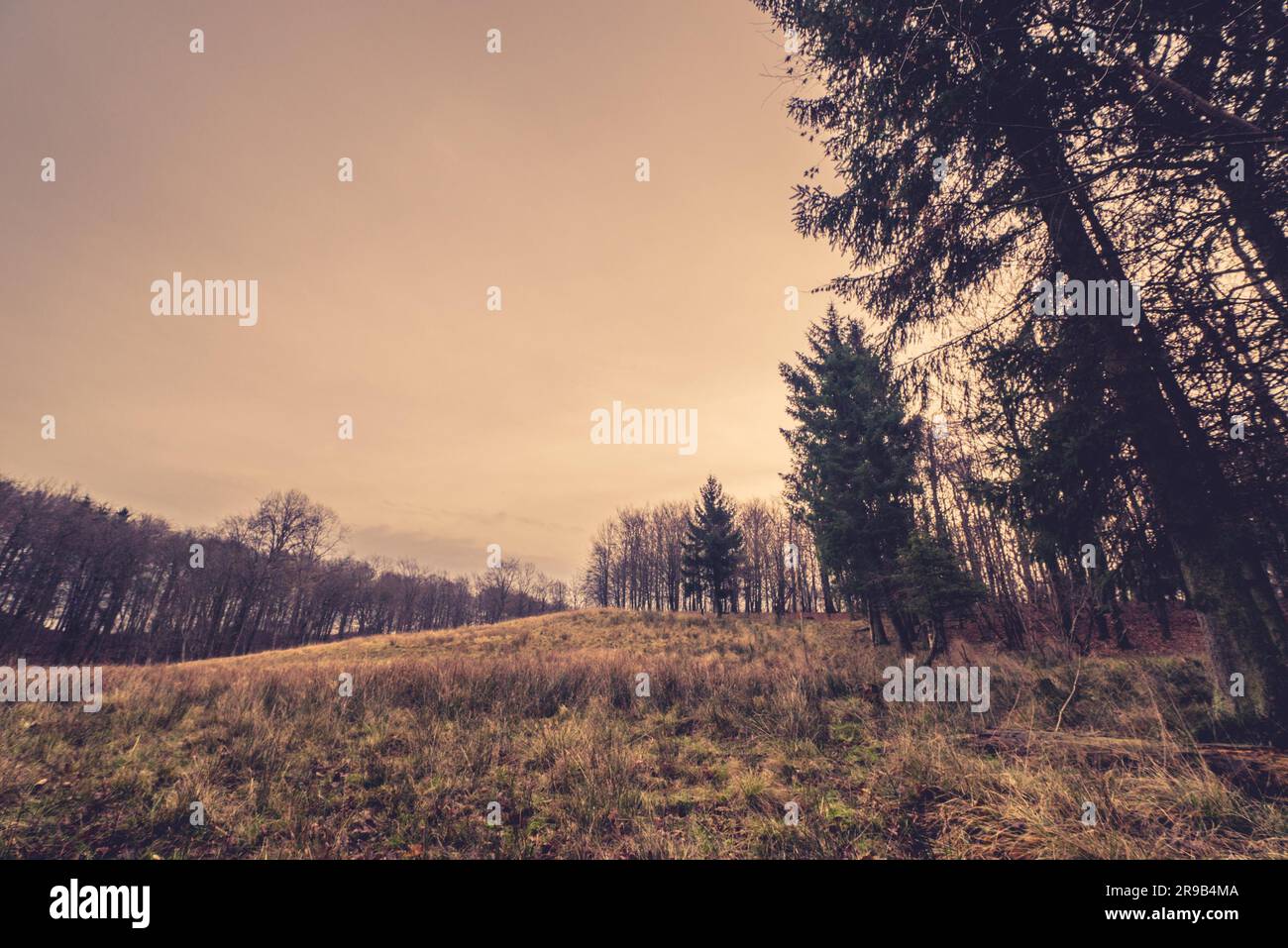 Pine prairie hi-res stock photography and images - Alamy