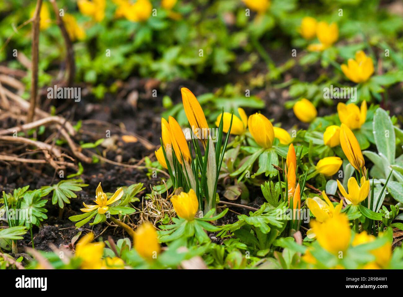 Crocus and eranthis in a garden at springtime Stock Photo - Alamy