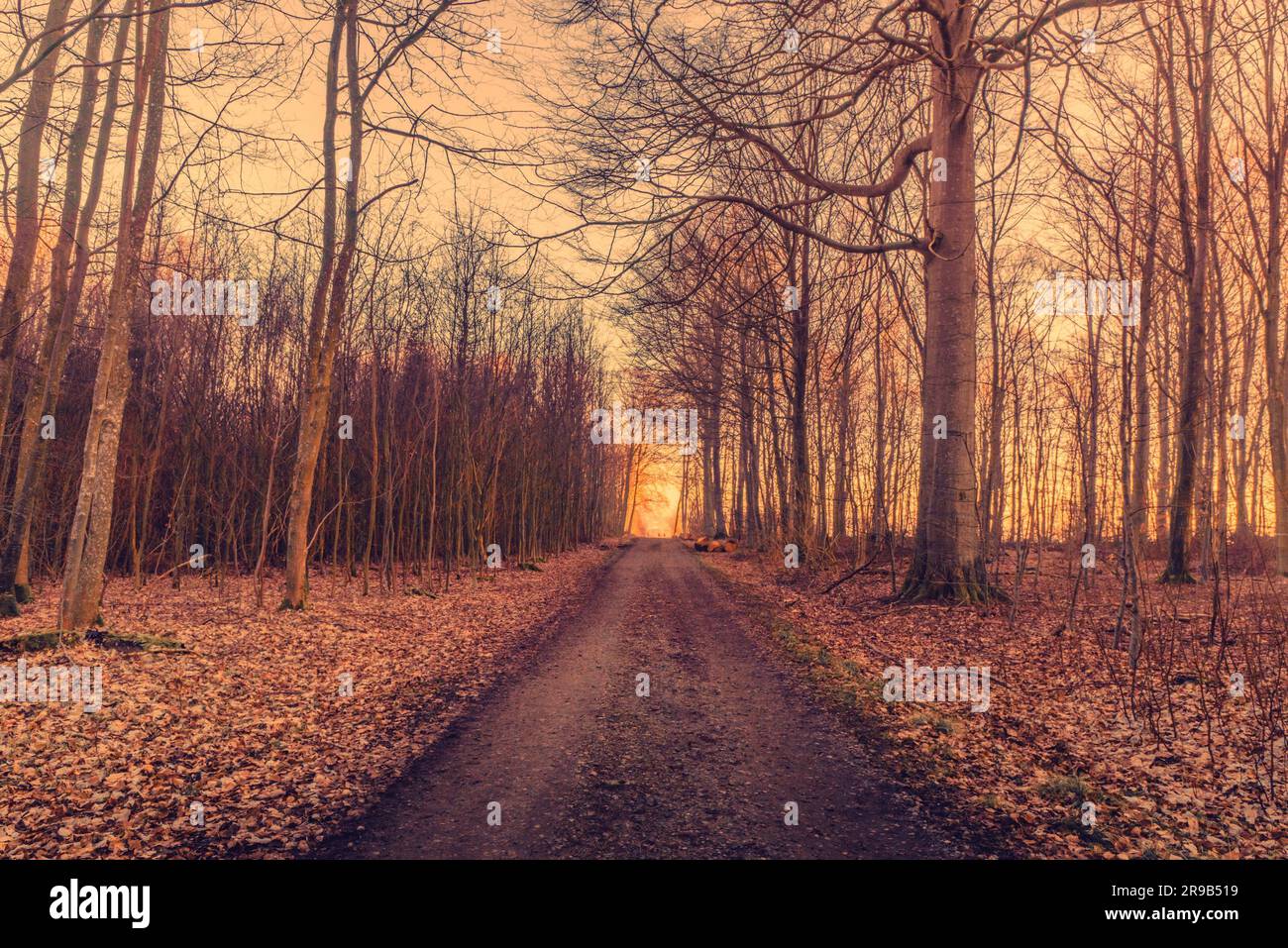 Forest end hi-res stock photography and images - Alamy