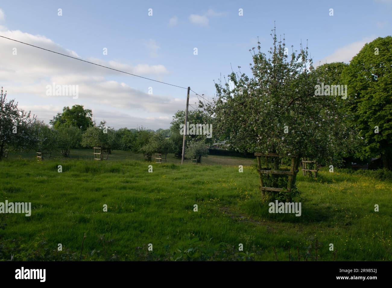 Orchard, Horningsham, Wiltshire, England, UK Stock Photo - Alamy