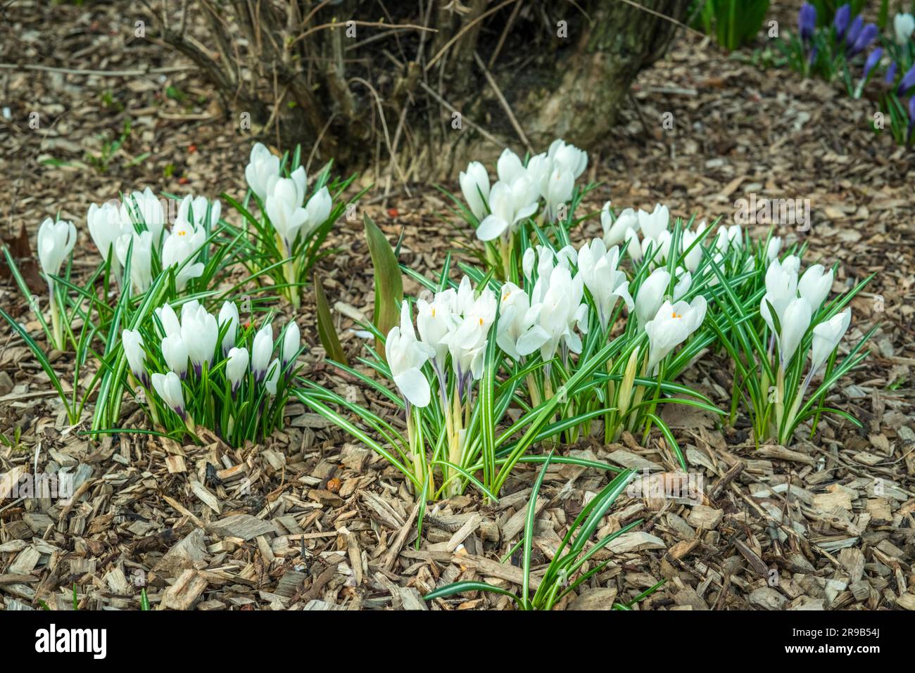 White crocus flower in a garden with bark in the spring Stock Photo - Alamy
