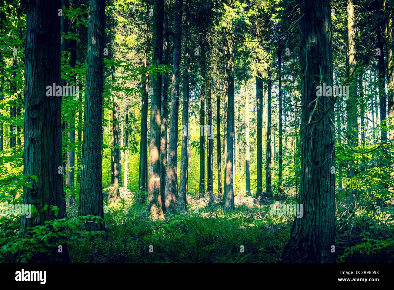 Idyllic forest with pine trees in a clearing Stock Photo - Alamy