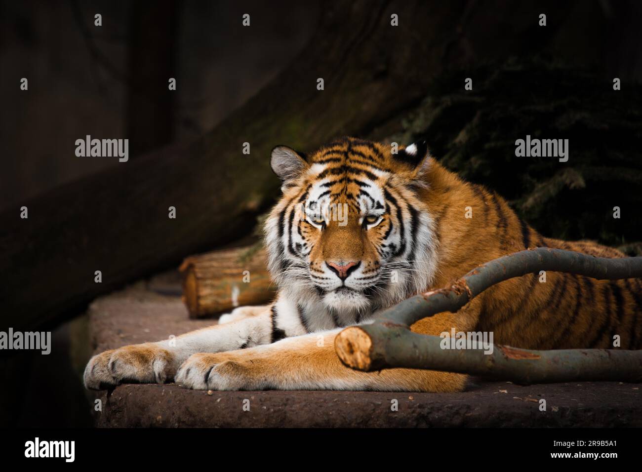 Tiger resting on a rock with wooden branches Stock Photo - Alamy