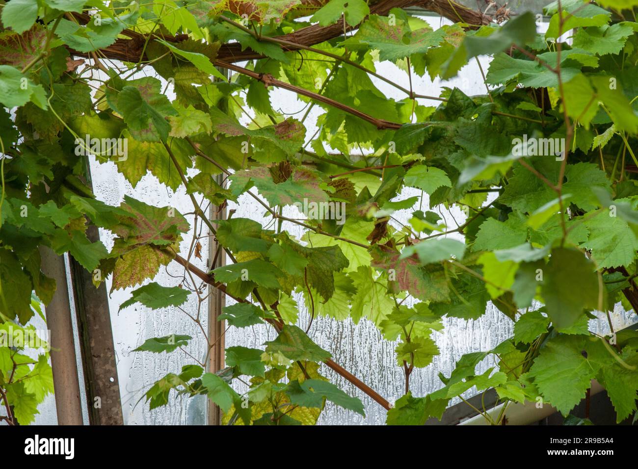 Alcohol plant hi-res stock photography and images - Alamy
