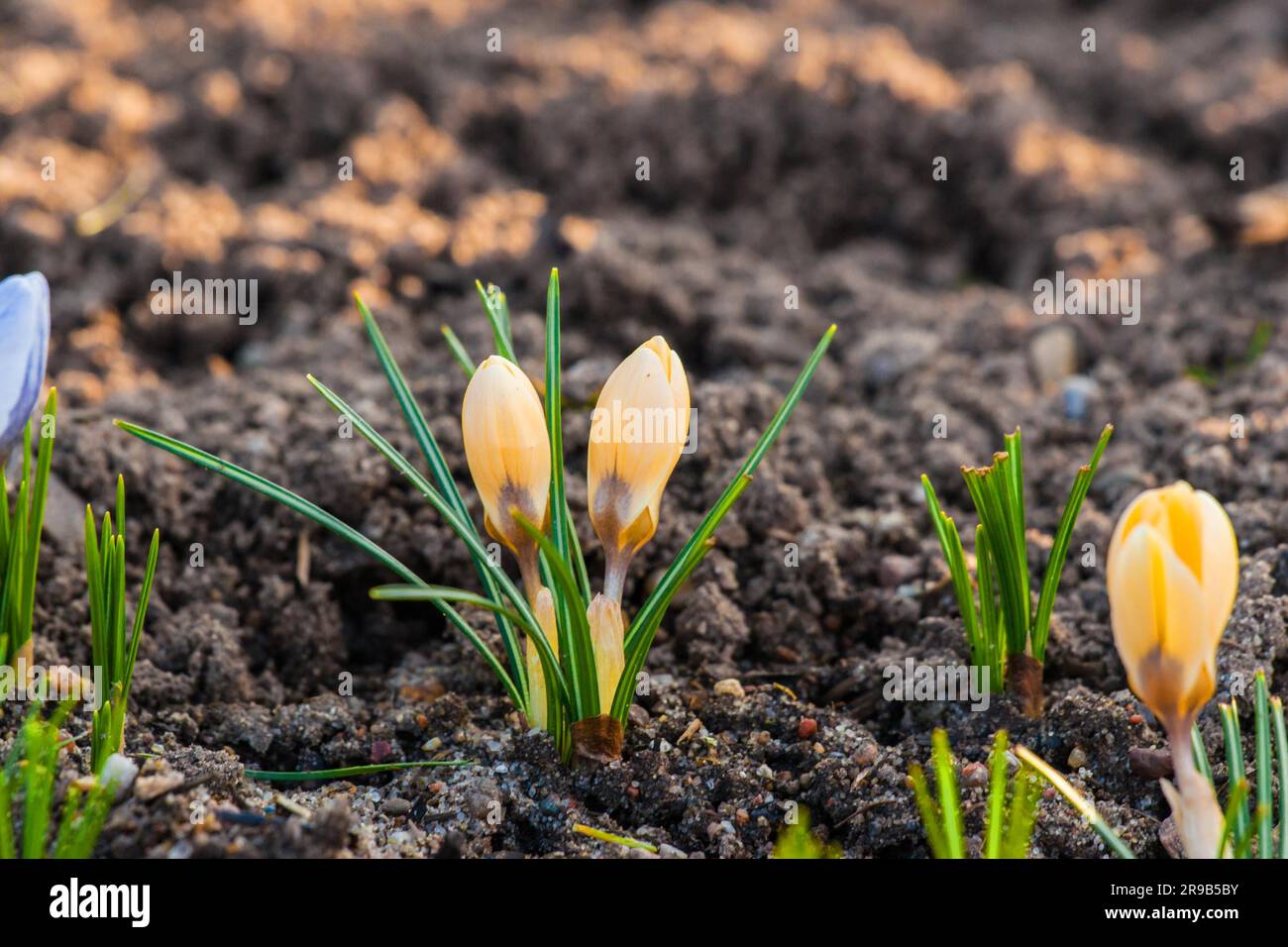 Yellow crocus flowers in the soil in the spring Stock Photo - Alamy