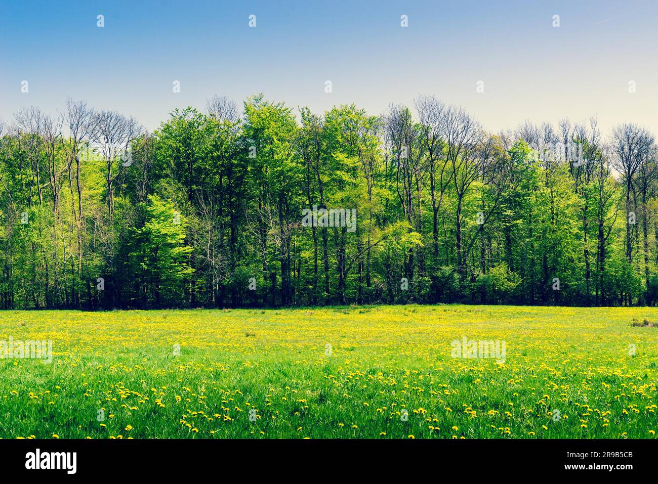 Green trees on a field with yellow dandelions in the spring Stock Photo ...