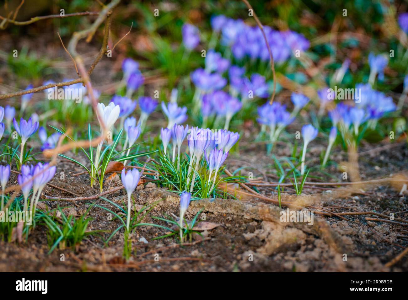 Purple crocus flowers in a flowerbed in a garden Stock Photo - Alamy