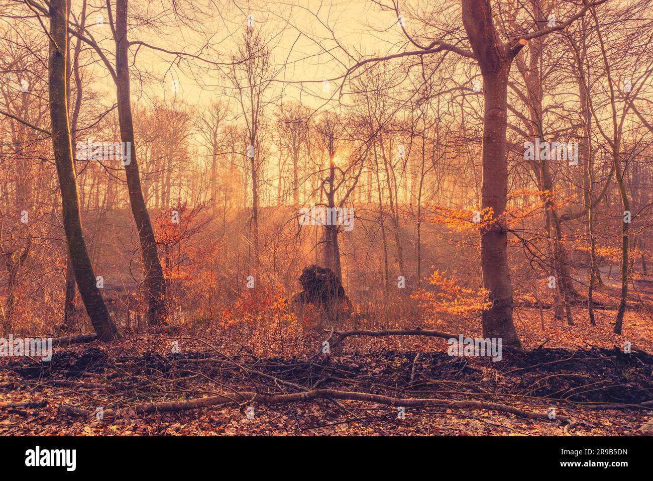 Rising sun in the forest with sunbeams in the mist Stock Photo - Alamy