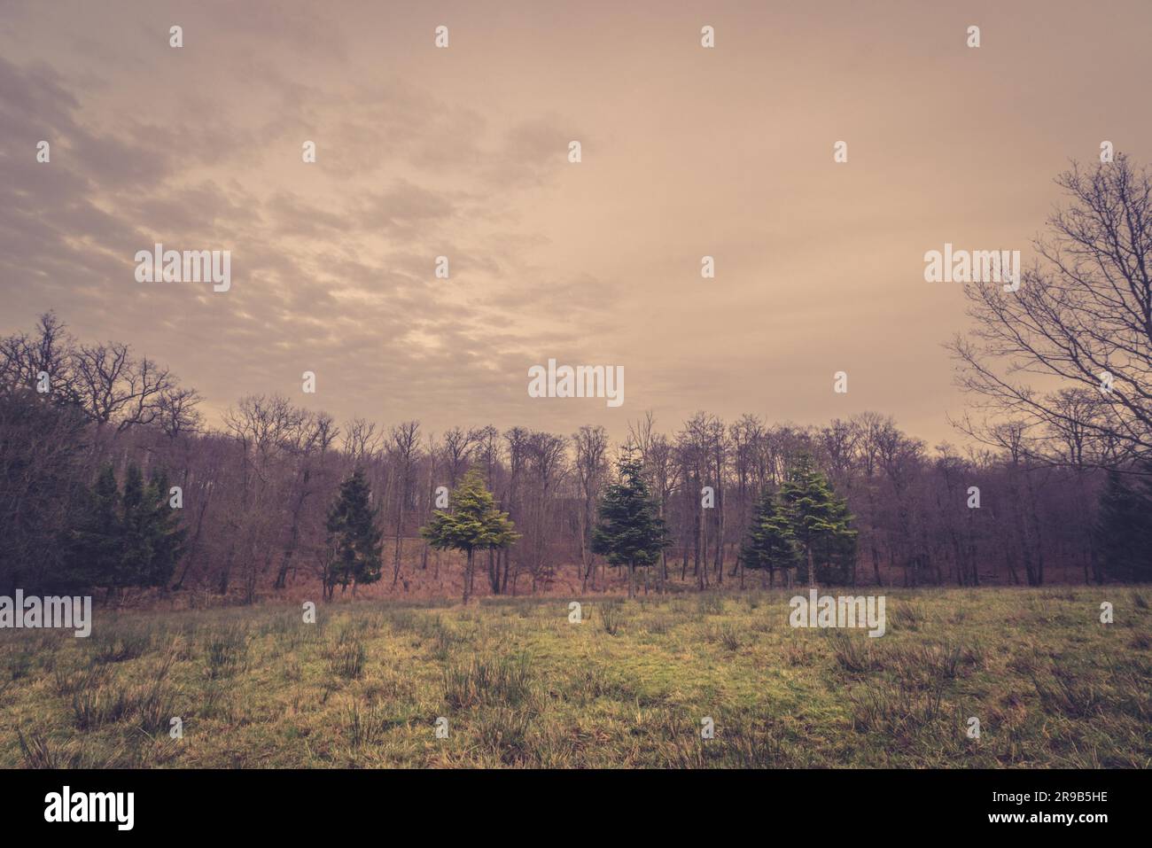 Row pine trees on hi-res stock photography and images - Alamy