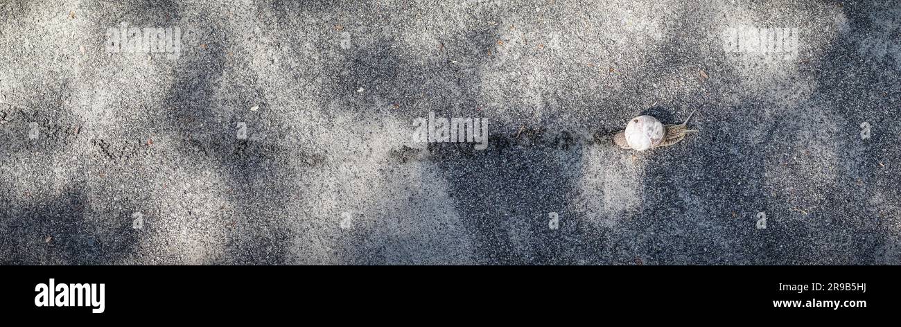 Snail leaving a trail in gravel in panorama Stock Photo - Alamy