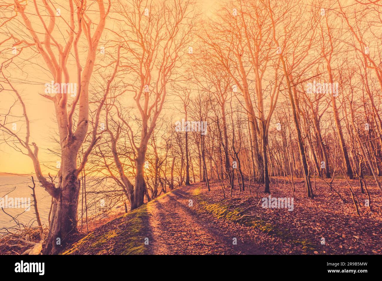Sunrise in a forest with tall spooky trees Stock Photo - Alamy