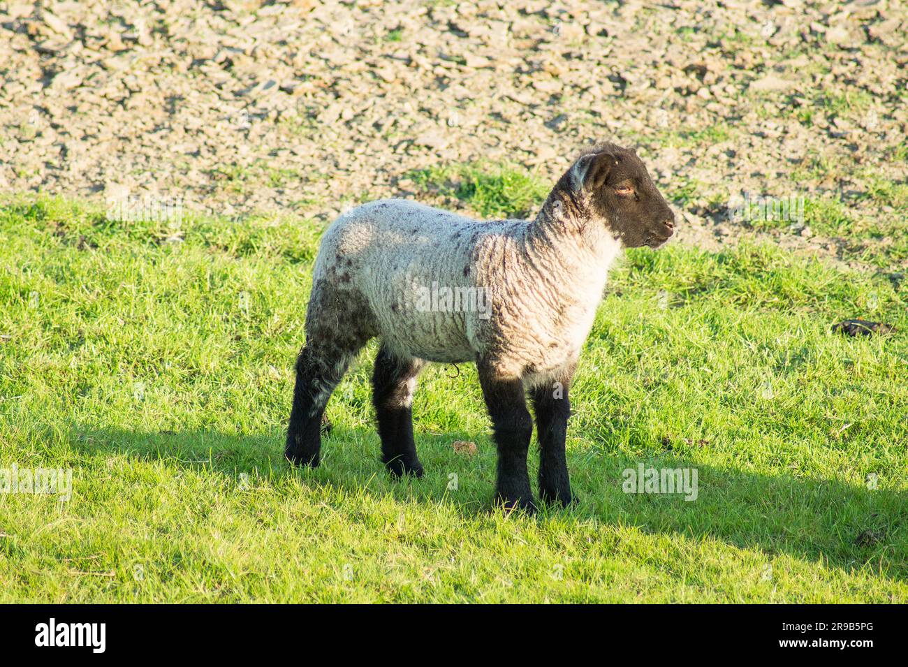 Lamb head hi-res stock photography and images - Alamy