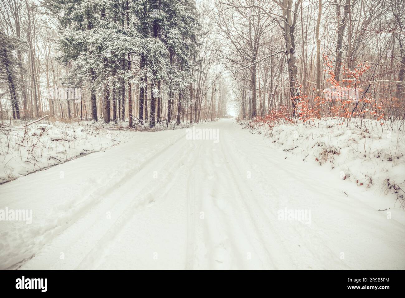 Road in a snowy forest in the winter Stock Photo - Alamy