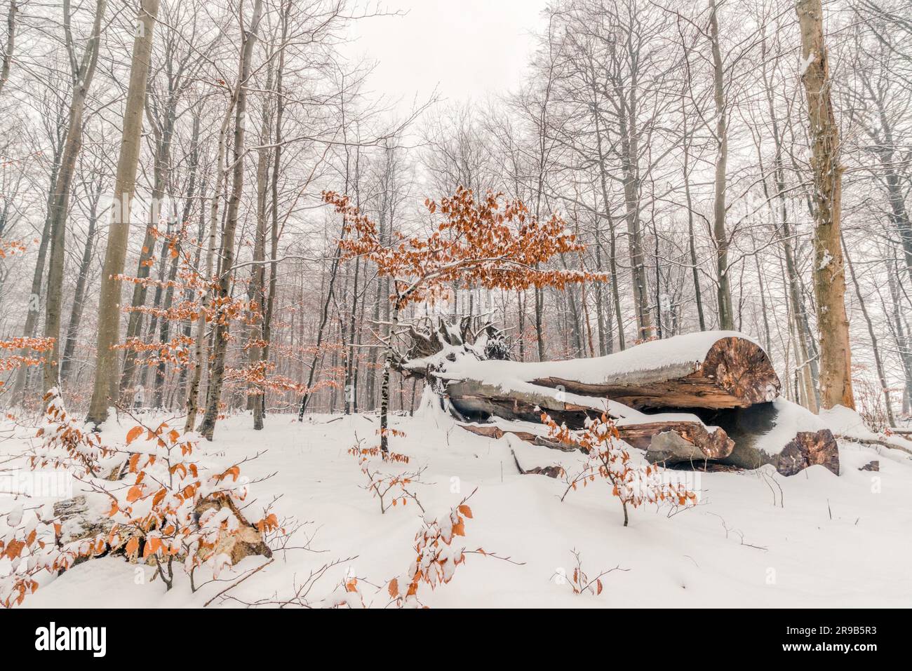 Tree log with snow in the forest at wintertime Stock Photo - Alamy