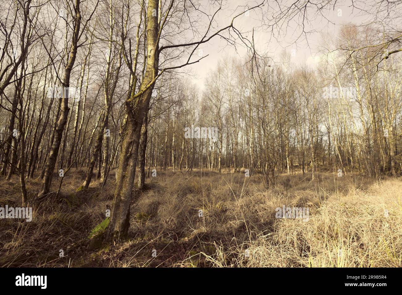 Forest with birch trees in danish nature at autumn Stock Photo - Alamy