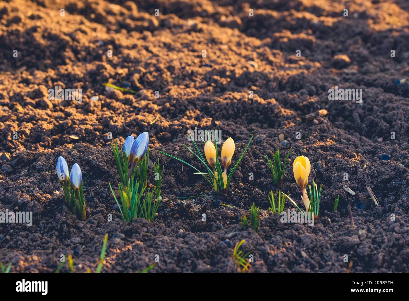 Yellow and blue crocus in the soil Stock Photo - Alamy