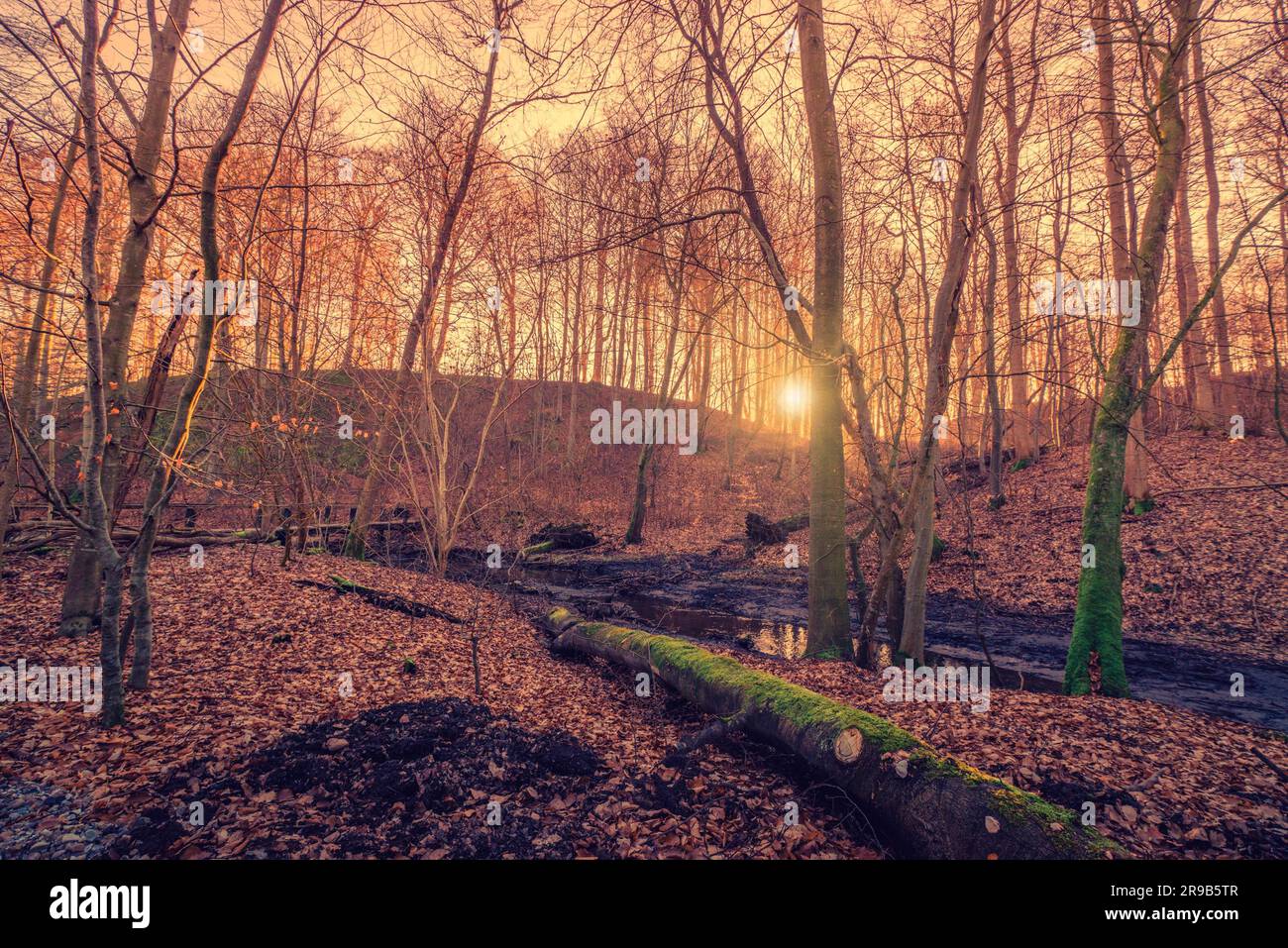 Sunrise in a forest swamp with a log with green moss Stock Photo - Alamy