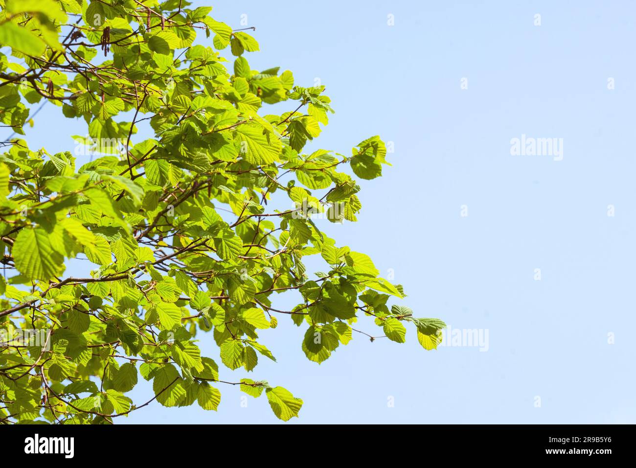 Blue beech hi-res stock photography and images - Alamy
