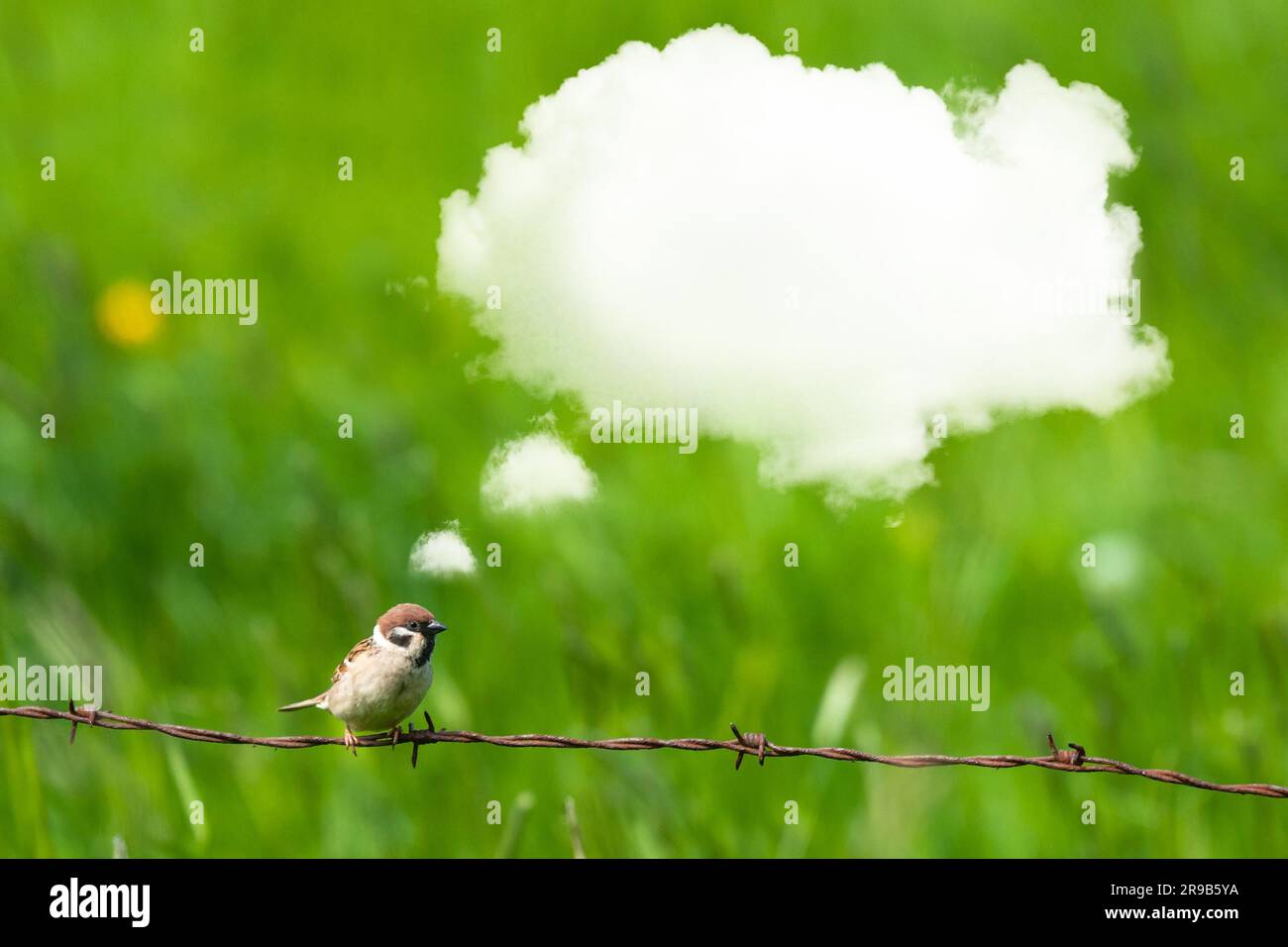 Bird on barb wire hi-res stock photography and images - Alamy