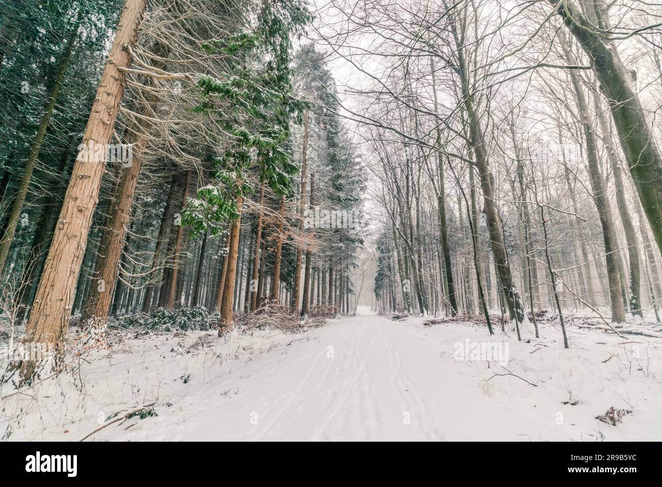 Snow in a forest in Denmark at wintertime Stock Photo - Alamy