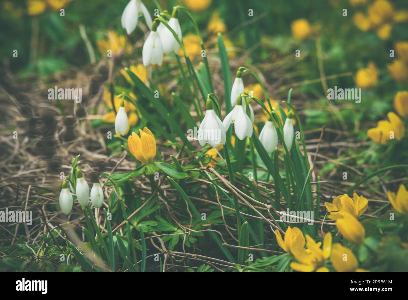 Spring and vegetation hi-res stock photography and images - Alamy