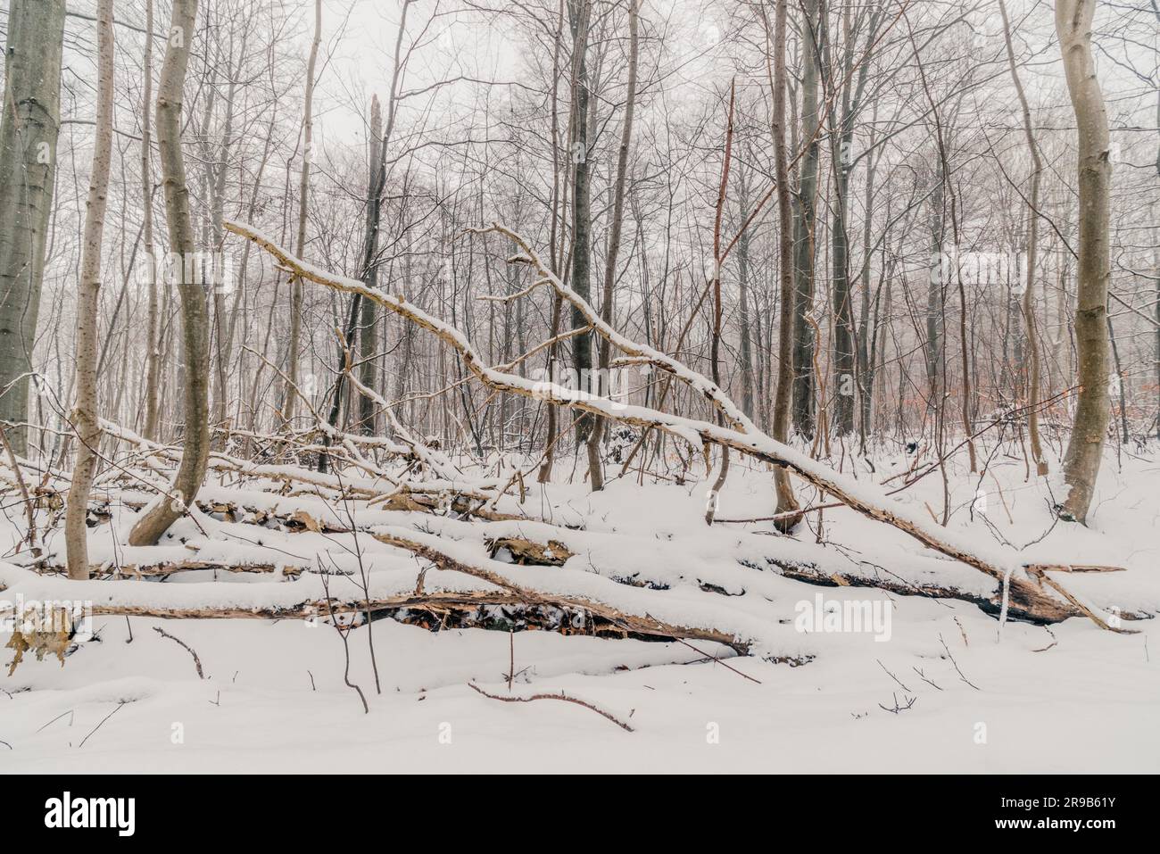 Scandinavian forest covered with snow in the winter Stock Photo - Alamy