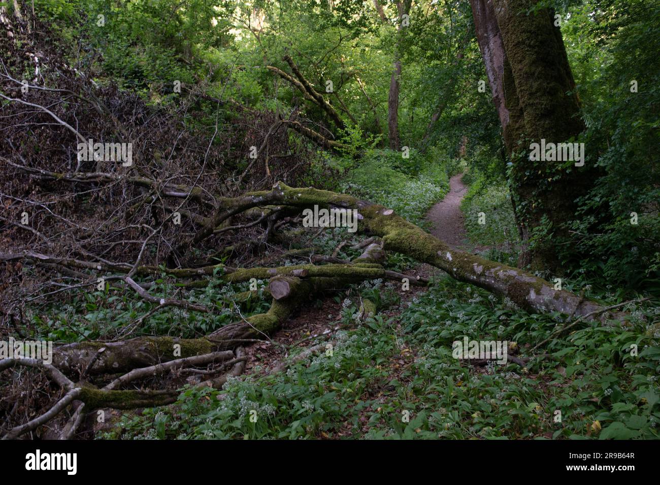 Fallen Tree, Stoke St Michael, Somerset, England Stock Photo - Alamy