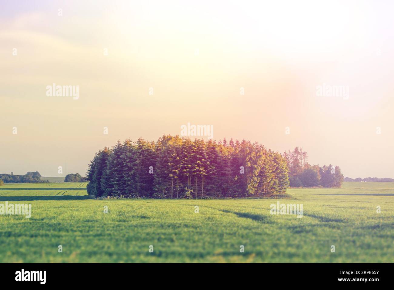 Little forest green hi-res stock photography and images - Alamy