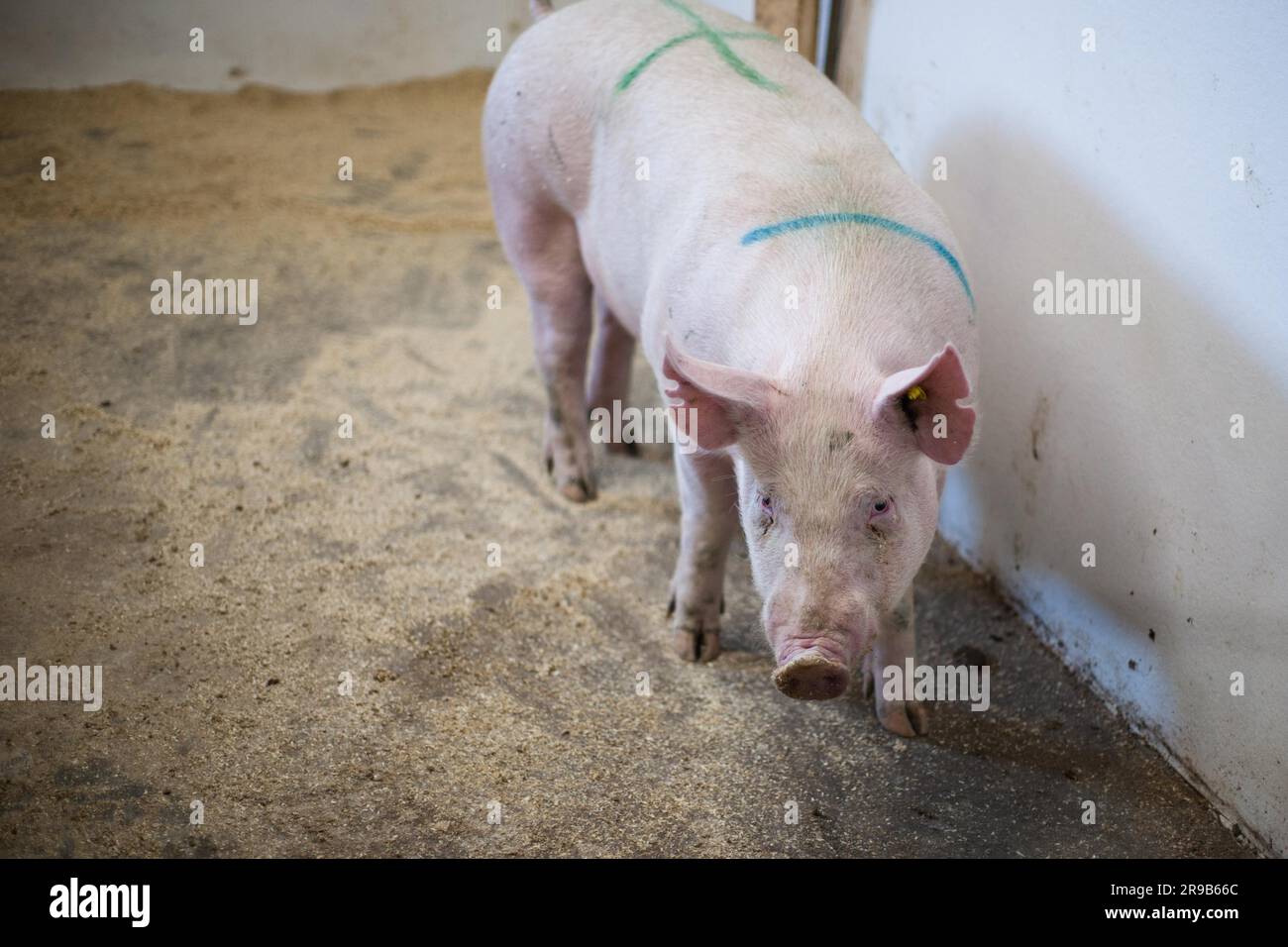 Pig standing in a stable with grain on the floor Stock Photo - Alamy