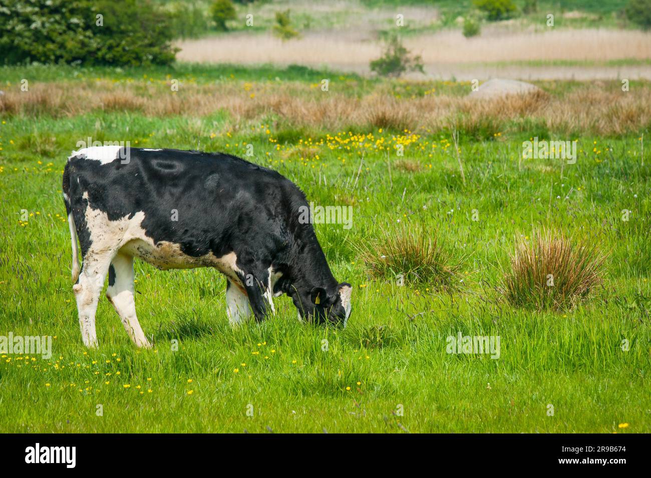 Holstein Friesian cow on a green field in Denmark Stock Photo - Alamy
