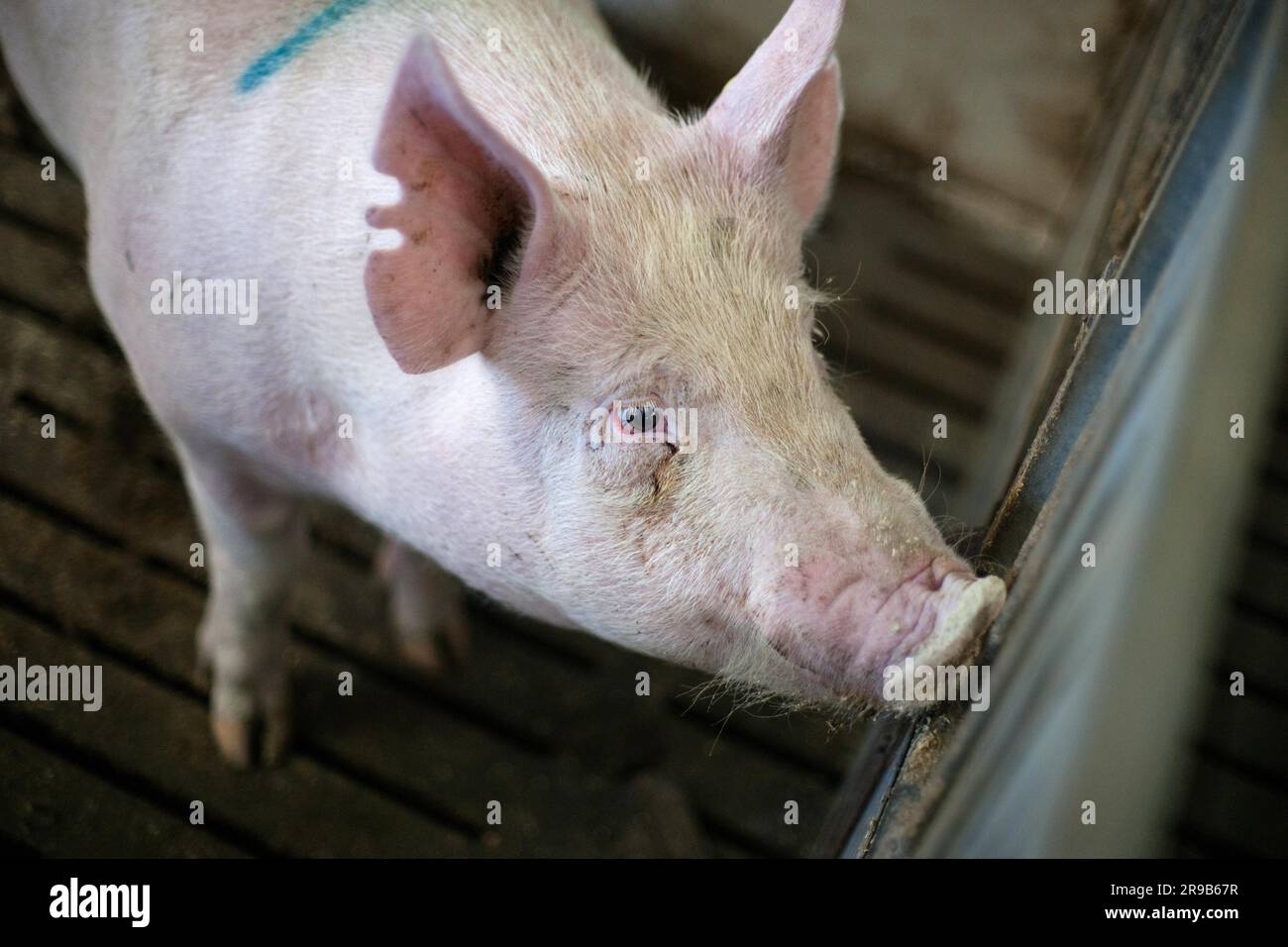 Pig looking through the bars in a dark stable Stock Photo - Alamy