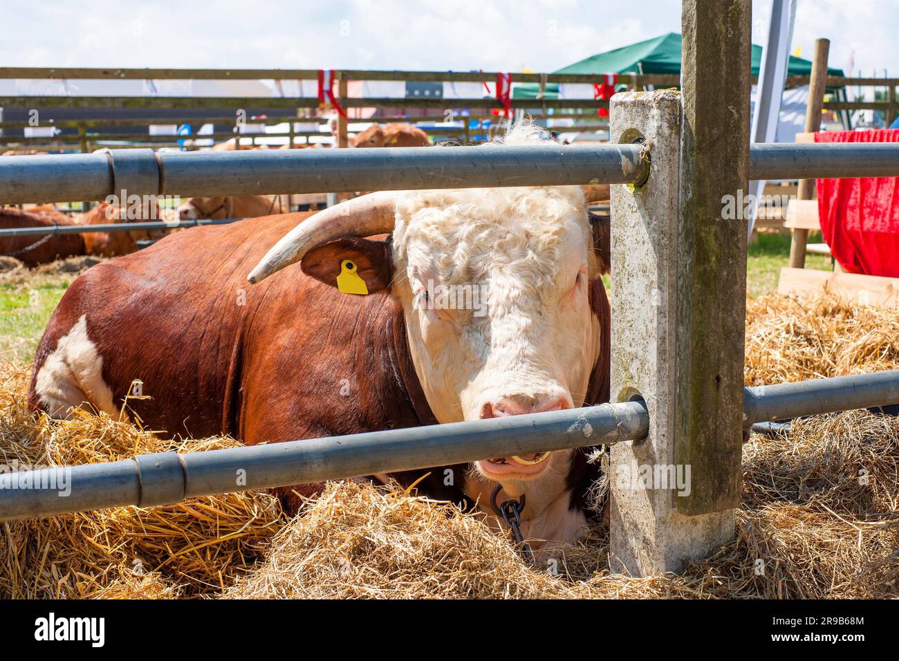 Bull resting hi-res stock photography and images - Alamy