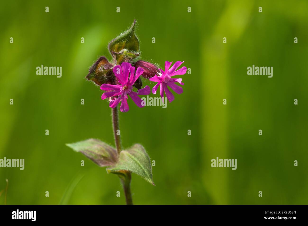 flower (Silene Dioica) in green nature in the spring Stock Photo - Alamy