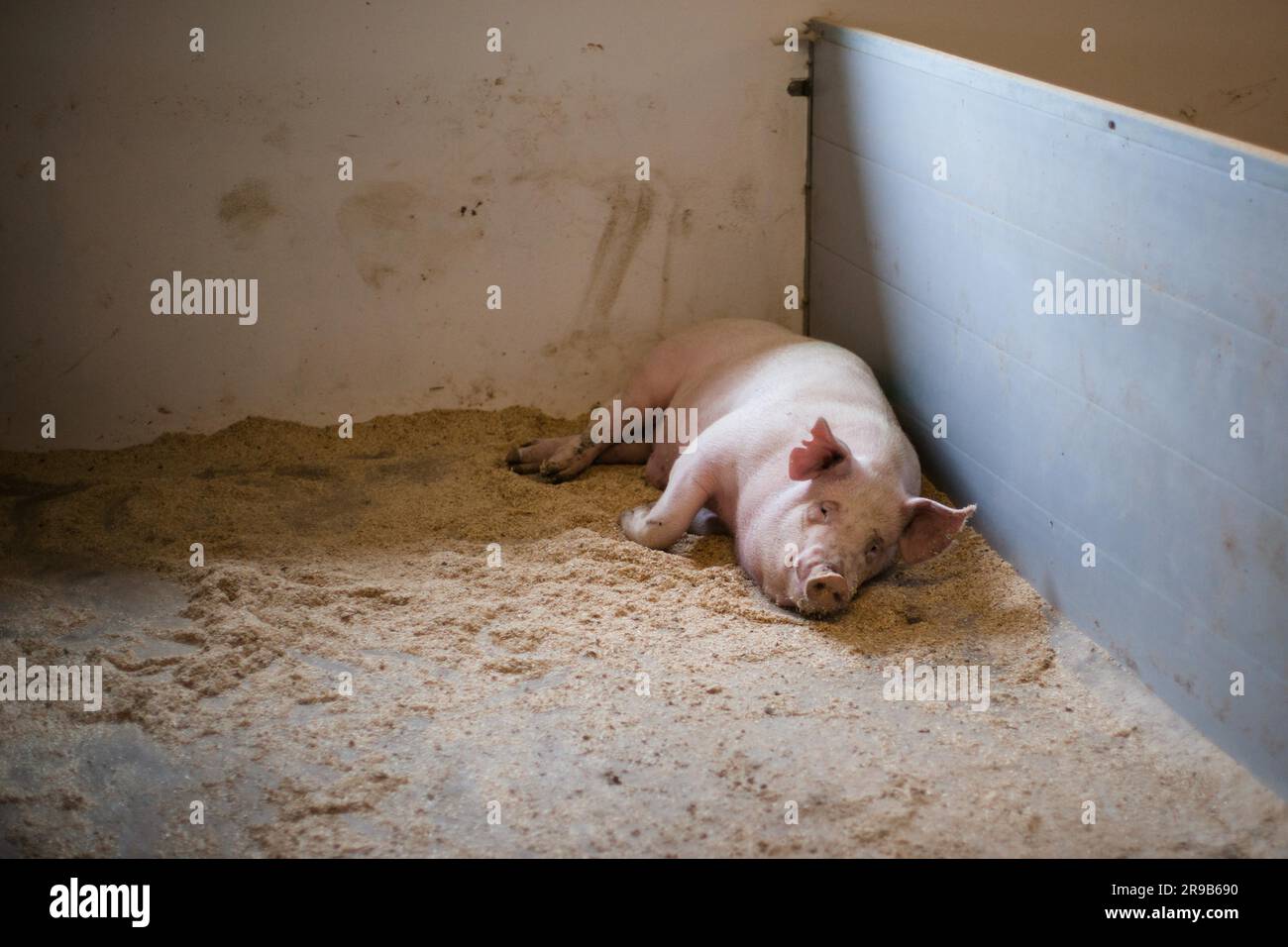 Pig farming floor hi-res stock photography and images - Alamy