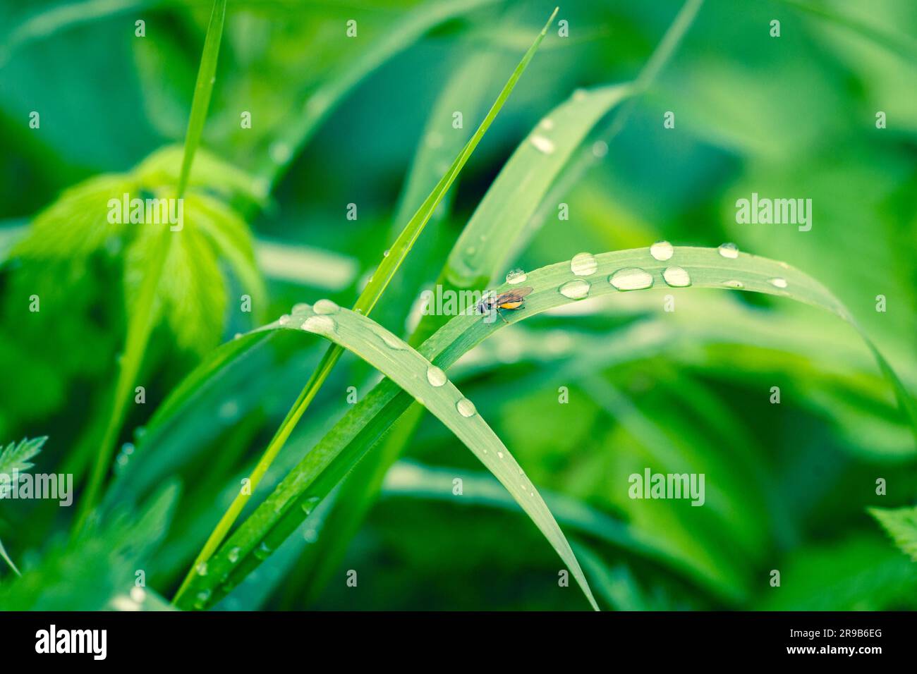 Grass with raindrops in a garden in daylight Stock Photo - Alamy