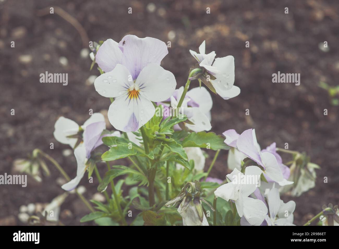 White pansy flower in a garden in vintage colors Stock Photo - Alamy