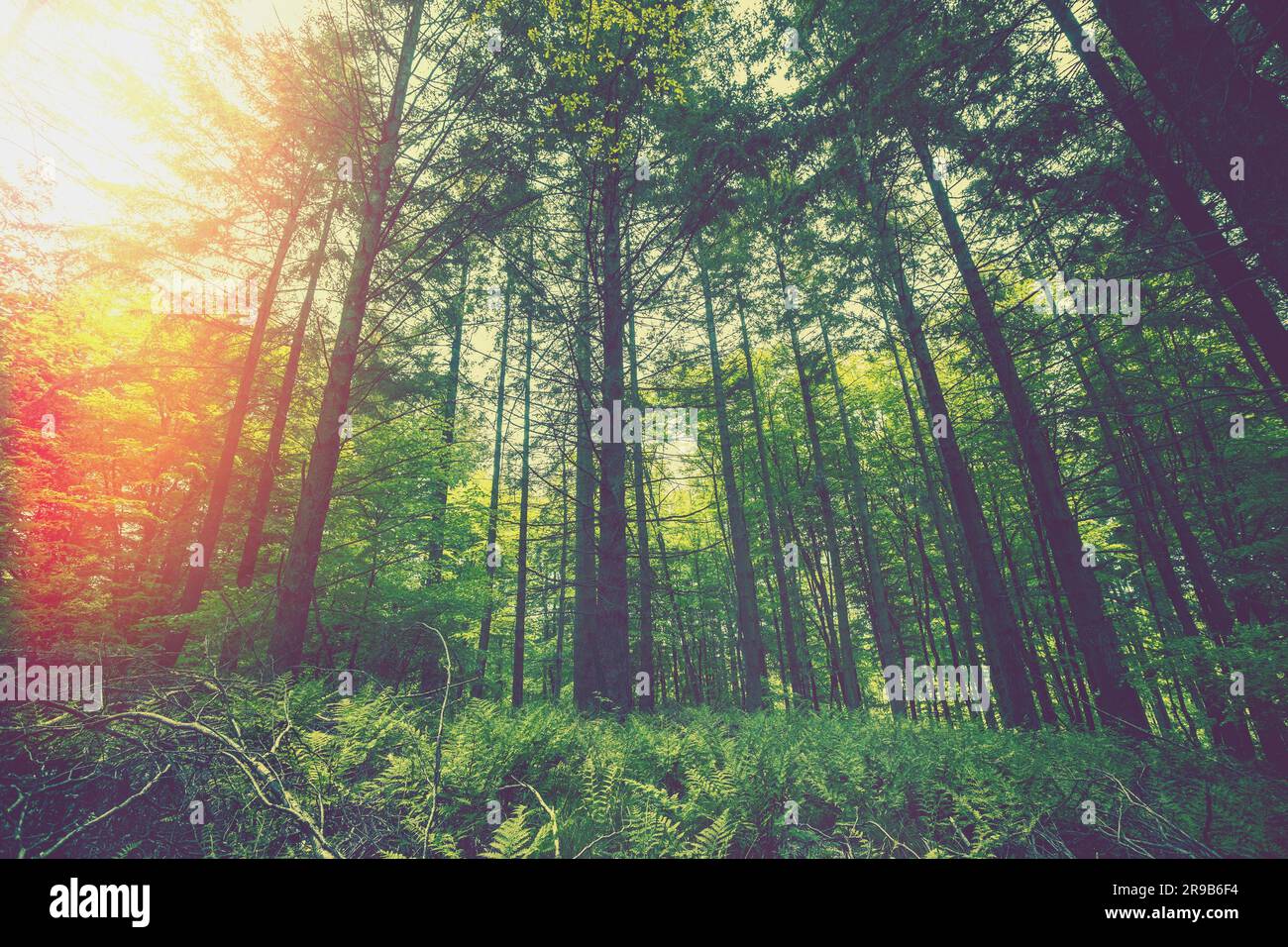 Beautiful morning in the forest with green trees Stock Photo - Alamy