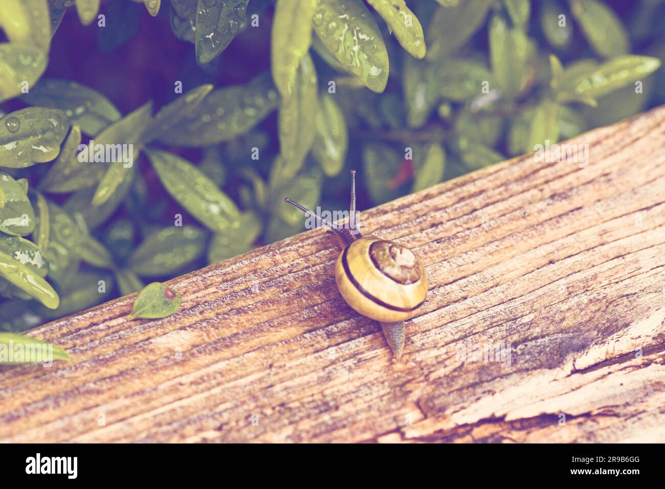 Common snail in a garden with green leaves Stock Photo - Alamy