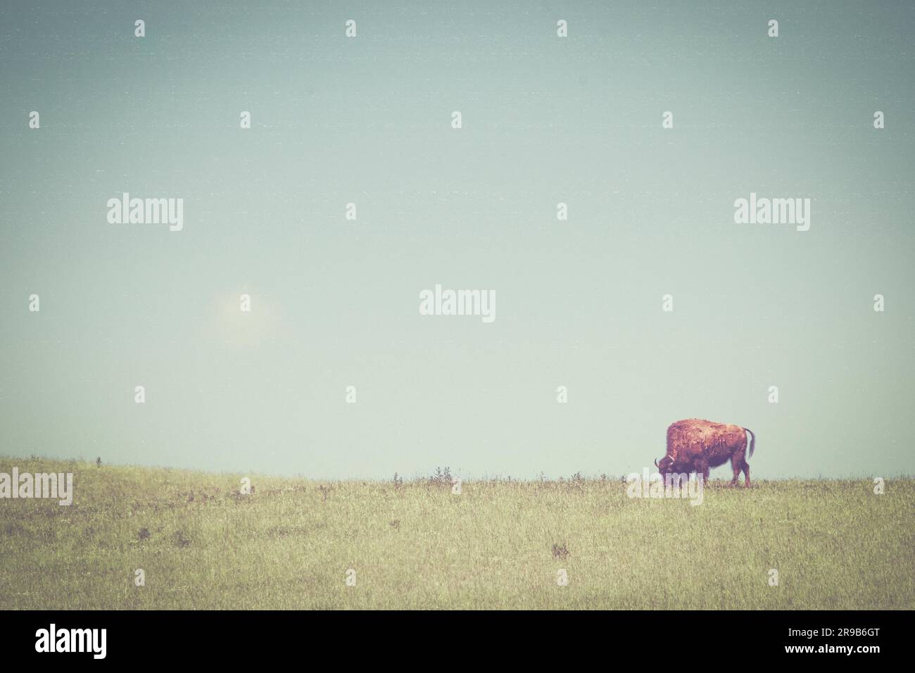 Old bison hi-res stock photography and images - Alamy