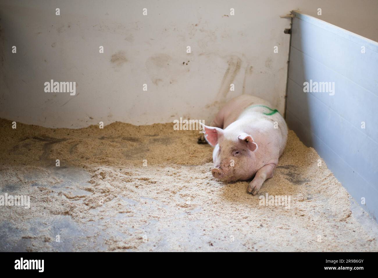Large hog in a stable with grain on the floor Stock Photo - Alamy