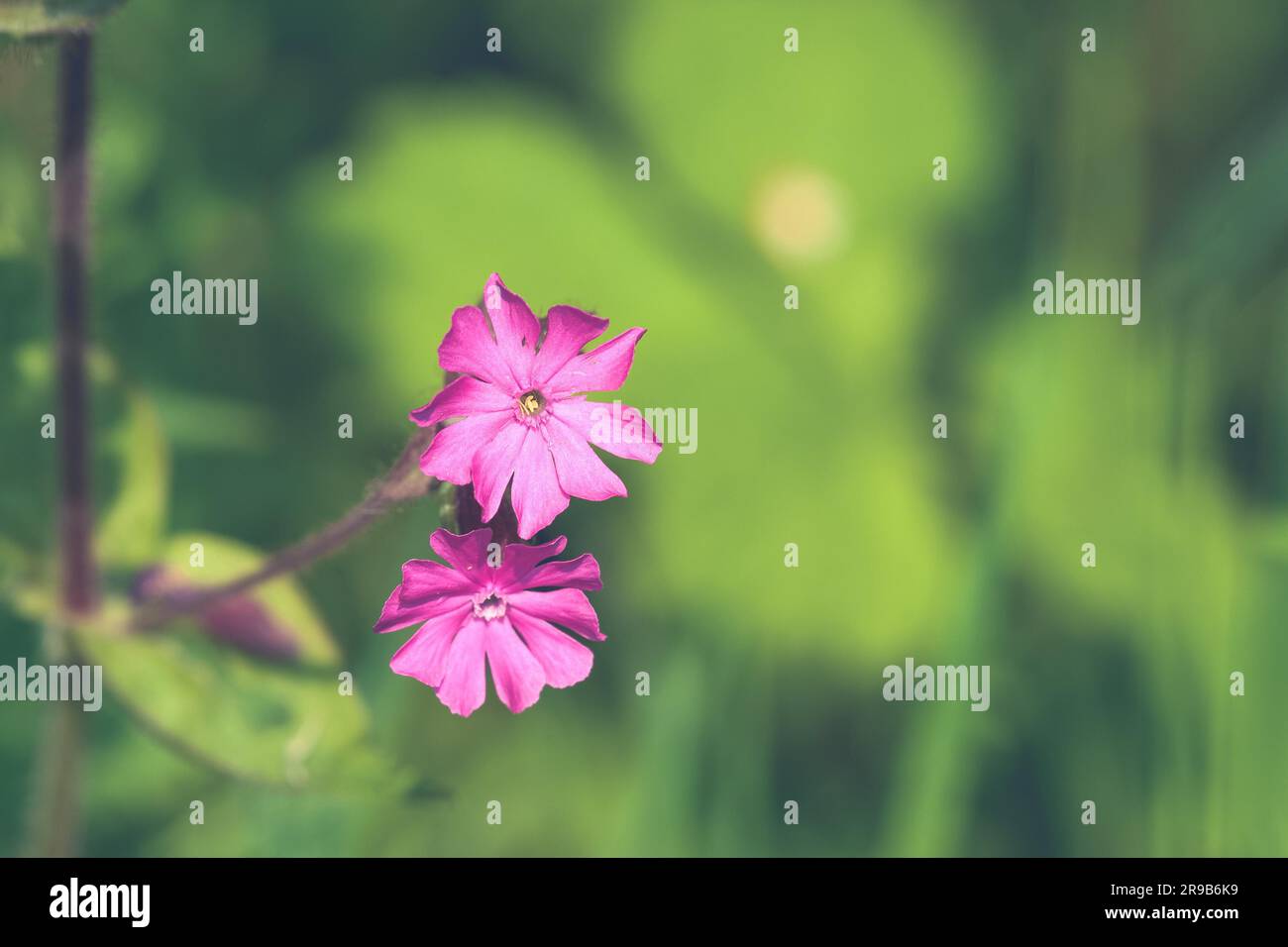 flowers (Silene Dioica) in violet colors on green background Stock ...