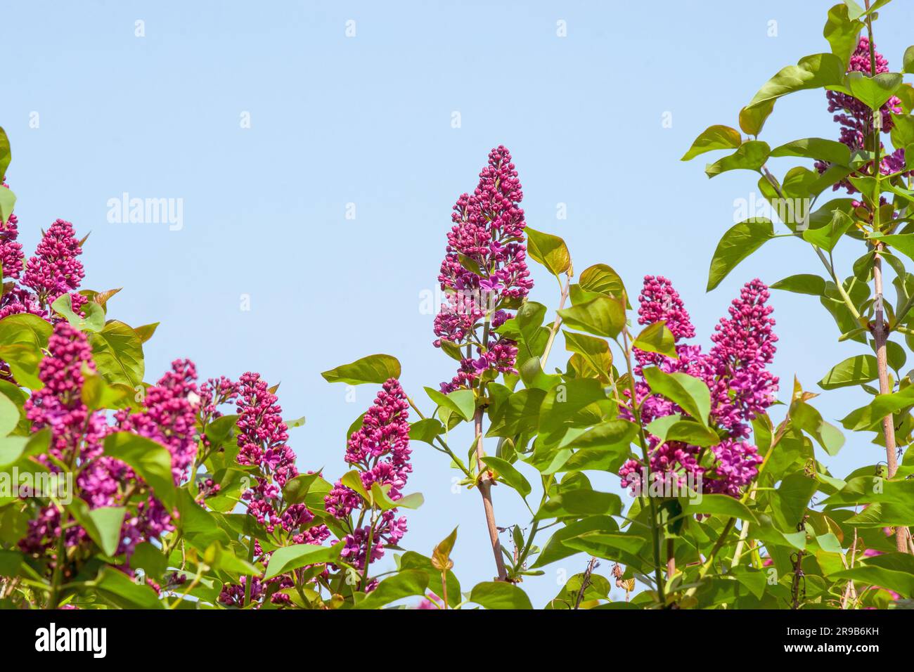 tree with violet (Syringa vulgaris) flowers in the summer Stock Photo ...