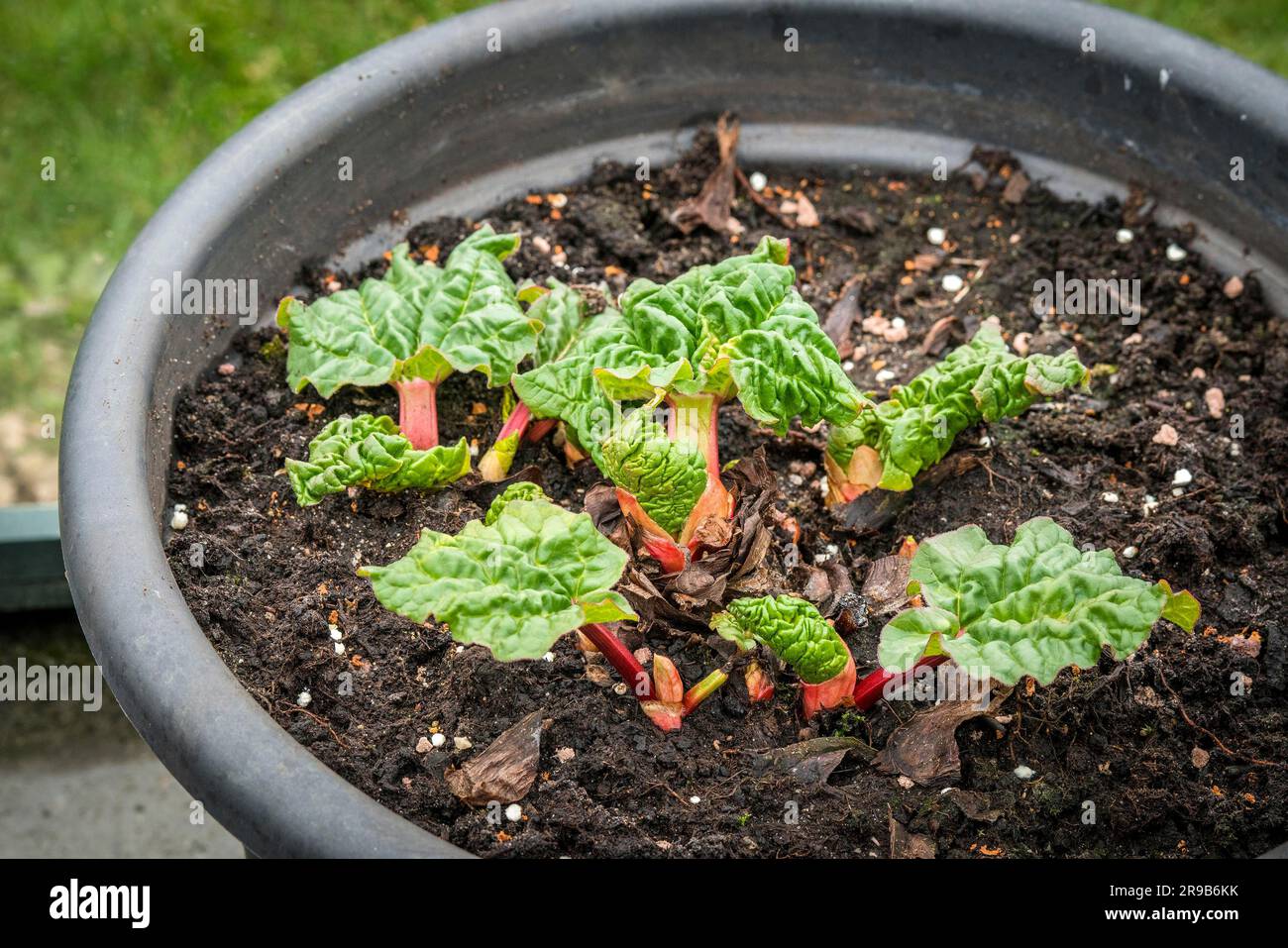 Rhubarb plant in the early stage in a large pot in a greenery Stock ...