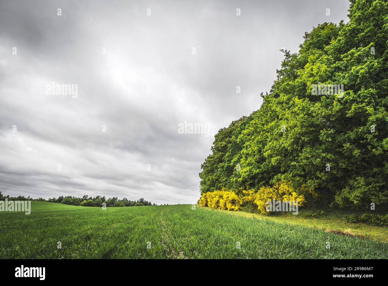 Agriculture landscape with crops on a field next to a forest with green ...