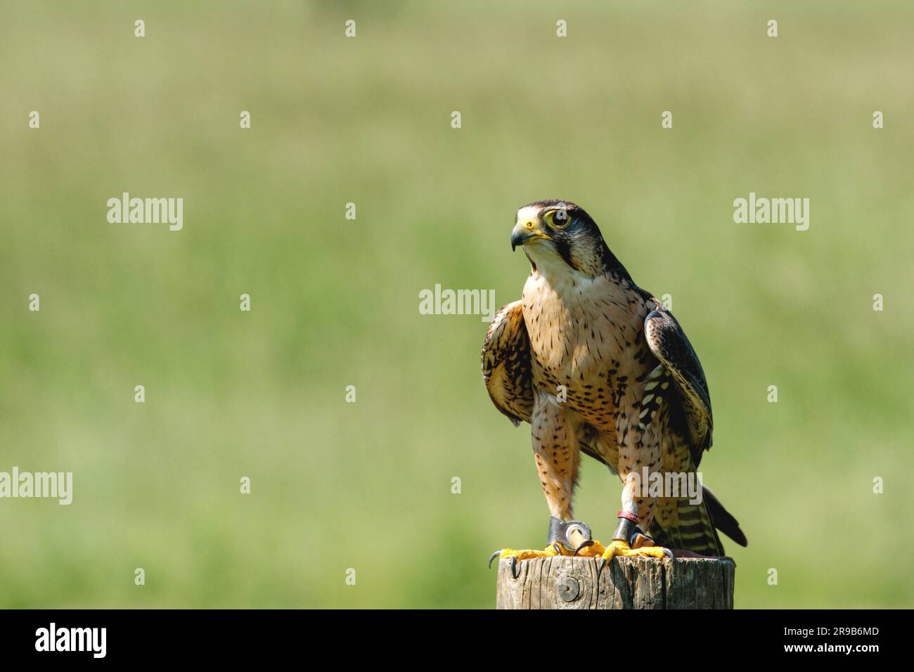 Falcon in nature hi-res stock photography and images - Alamy